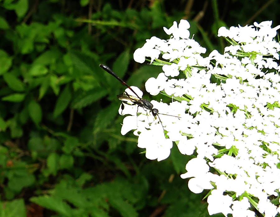 Port and Wey: Portland Insects T-Z