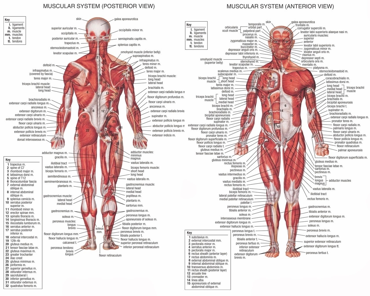 How Many Muscles Of The Human Body how-many-muscles-of-the-human-body
