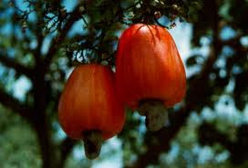 Cajueiro (Anacardium occidentale)