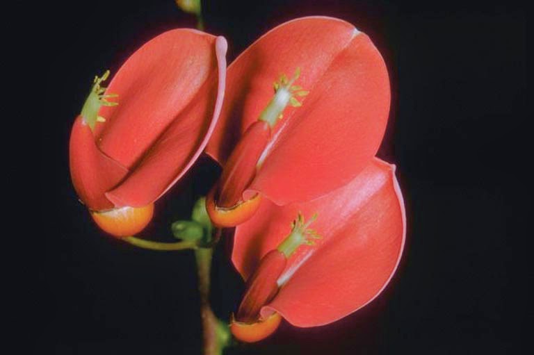 Tamil Cliparts: Flowers - 1