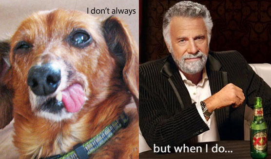 Floppy Tongue Joy: The Most Interesting Dog in the World