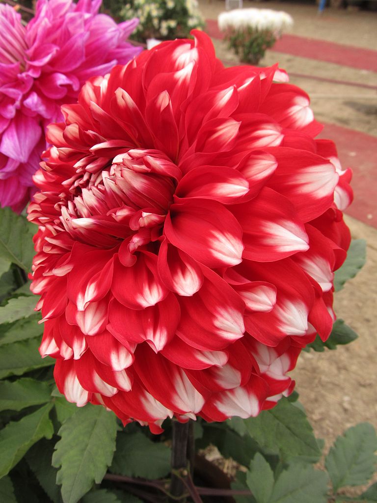 I Need New Things: Dahlia The Beauty