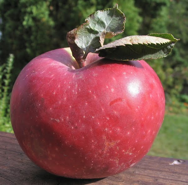 Adam's Apples: Staybrite