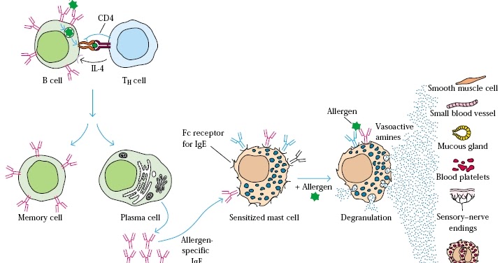 There are FOUR Distinct Types of Allergic Reactions | Fauquier ENT Blog