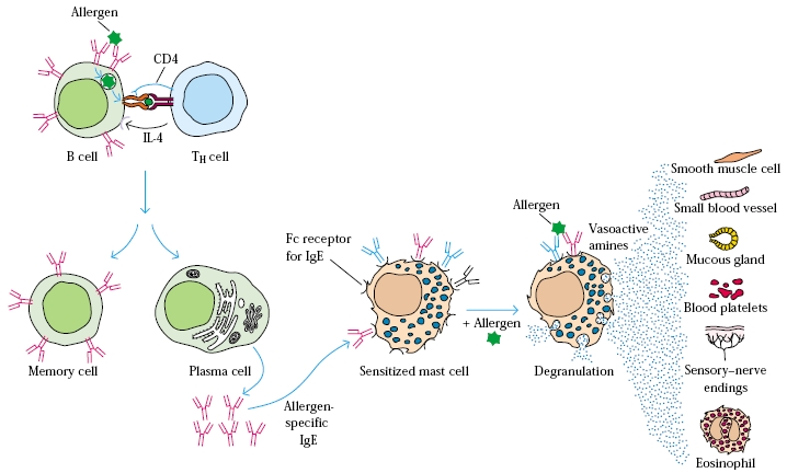 There are FOUR Distinct Types of Allergic Reactions | Fauquier ENT Blog