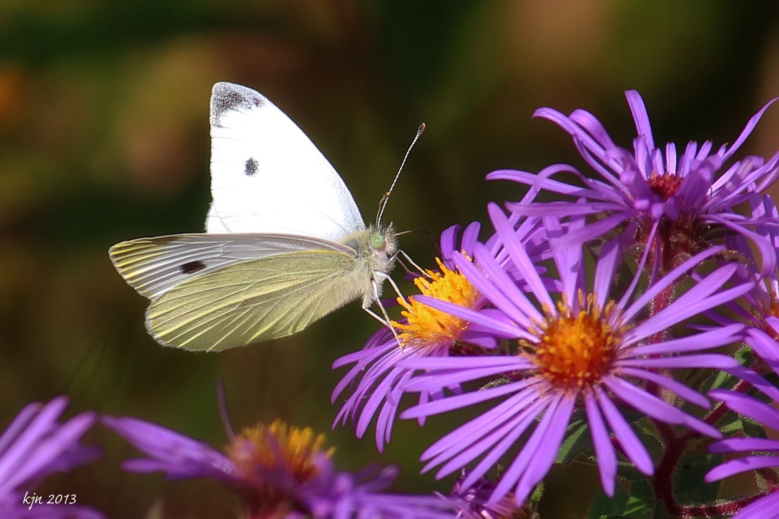 The Outskirts Of Suburbia Cabbage White Butterfly the-outskirts-of-suburbia-cabbage-white-butterfly