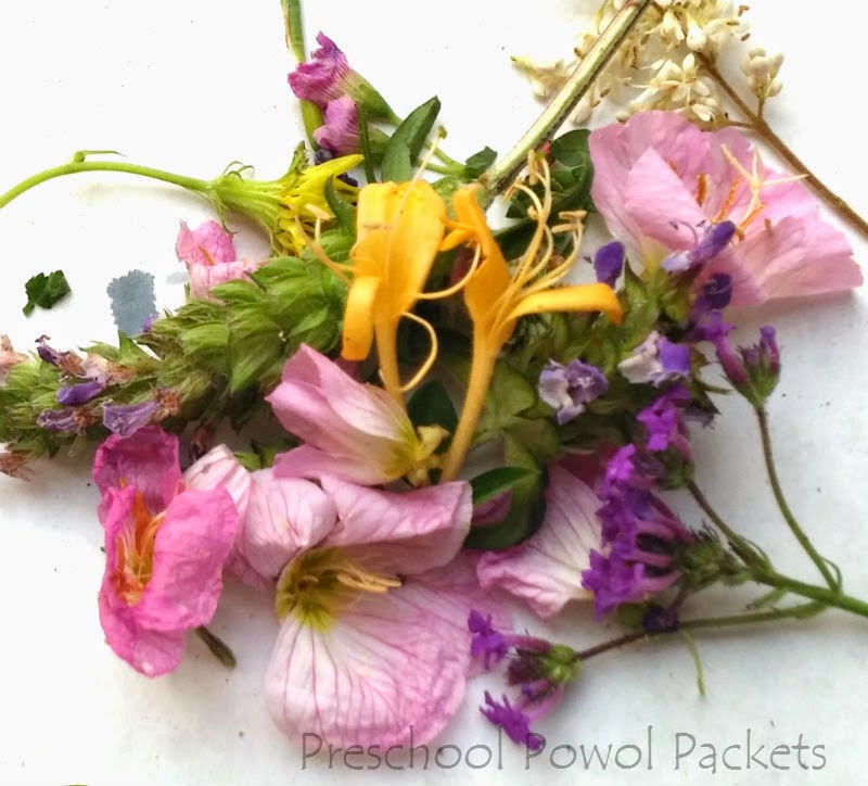 Preschool Botany Class: Day 1 | Preschool Powol Packets