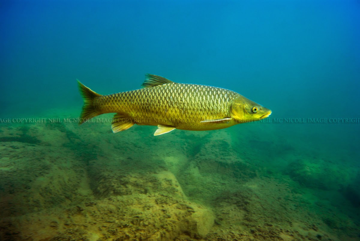 Freshwater Fish Photographs