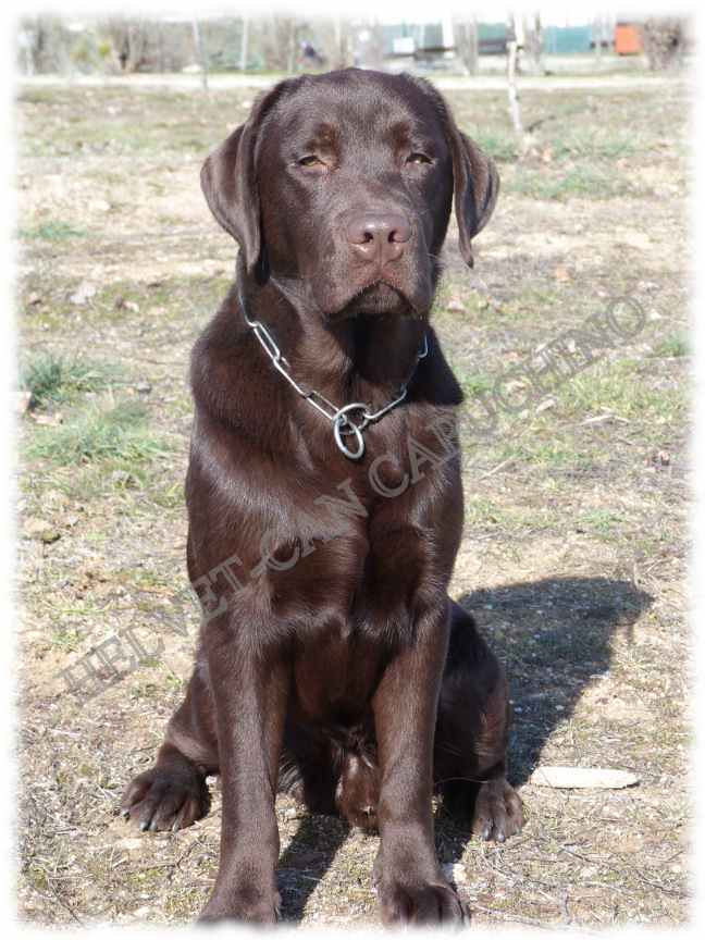 LABRADOR RETRIEVER DE HELVET-CAN: HELVET-CAN CAPUCHINO
