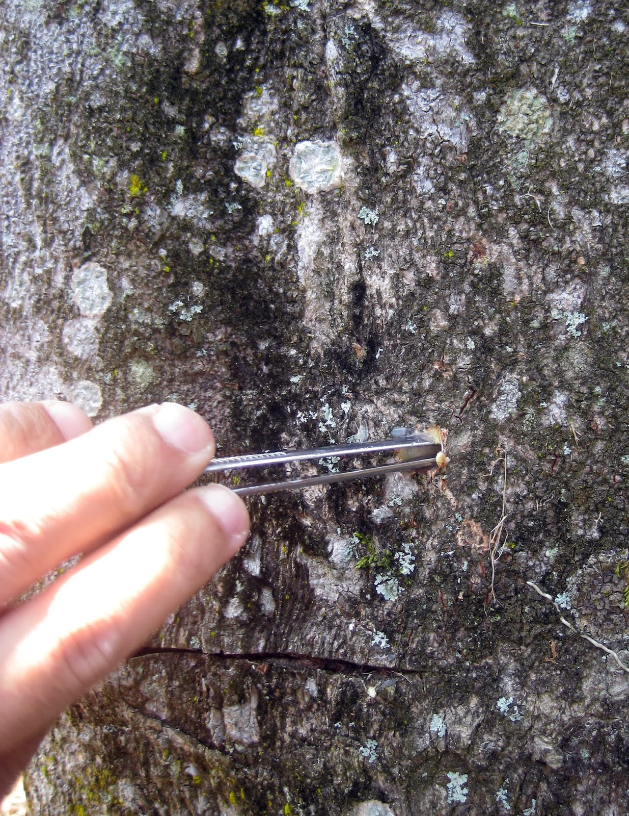 PRODUKSI GAHARU MELALUI TEKNIK BIO-INOKULASI