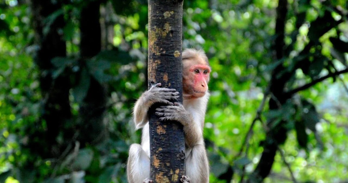 Story of Five Monkeys and A Ladder