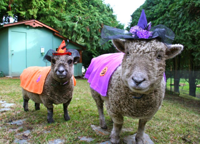 (Inter) National Hug A Sheep Day: 2014