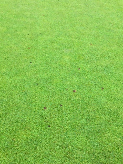 The Greenkeeper: What's Happening, Summer Is Here, and The Best Ball ...