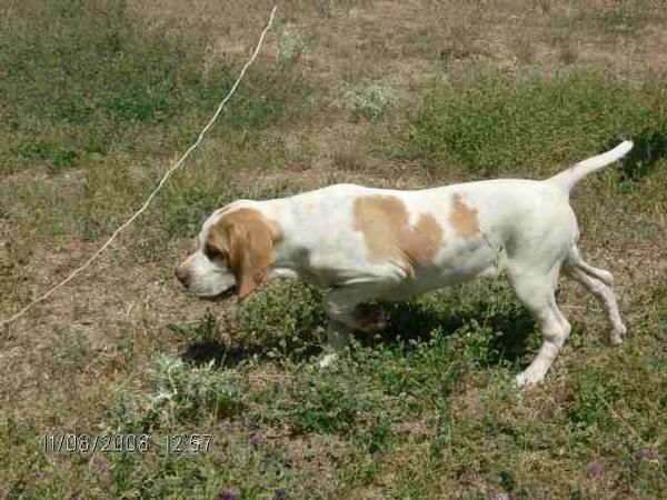 Perros de Caza: Pachon Navarro