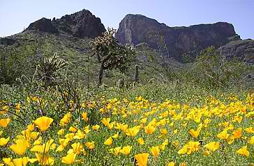 Civil War Battlefield / Picacho Pass | Western Trips