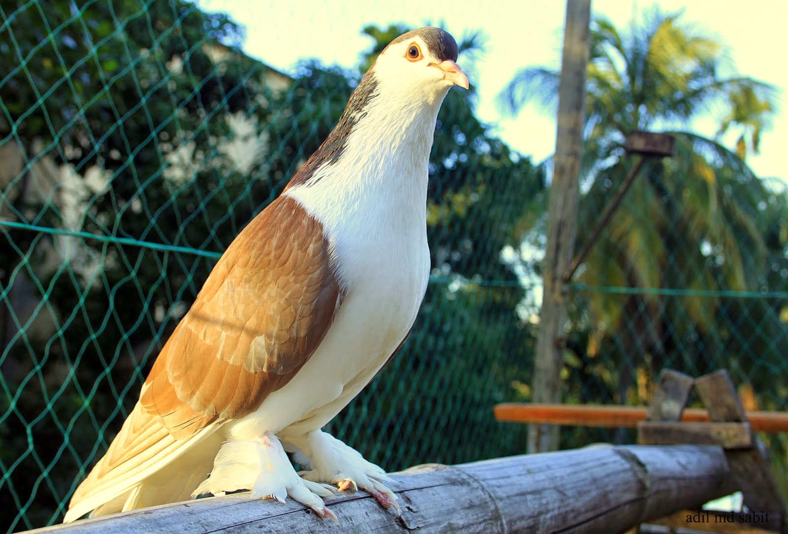 yellow vienna short face tumbler chick | WELCOME TO PIGEON LOVERS