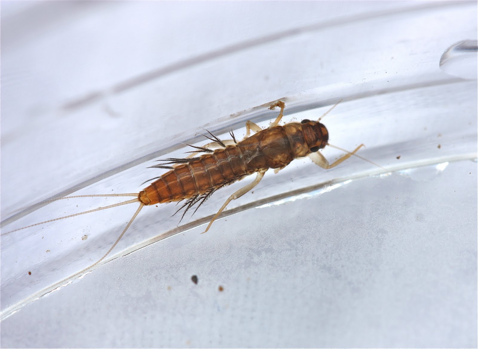 Aquatic Insects of Central Virginia: Long Island Creek: "Prong-gilled ...