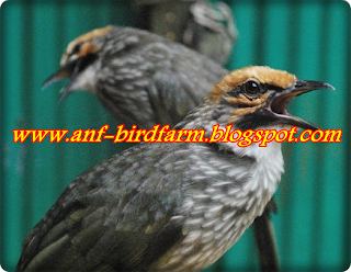 ANF BIRD FARM - PENANGKARAN BURUNG BERKICAU + MENJUAL BERBAGAI JENIS ...