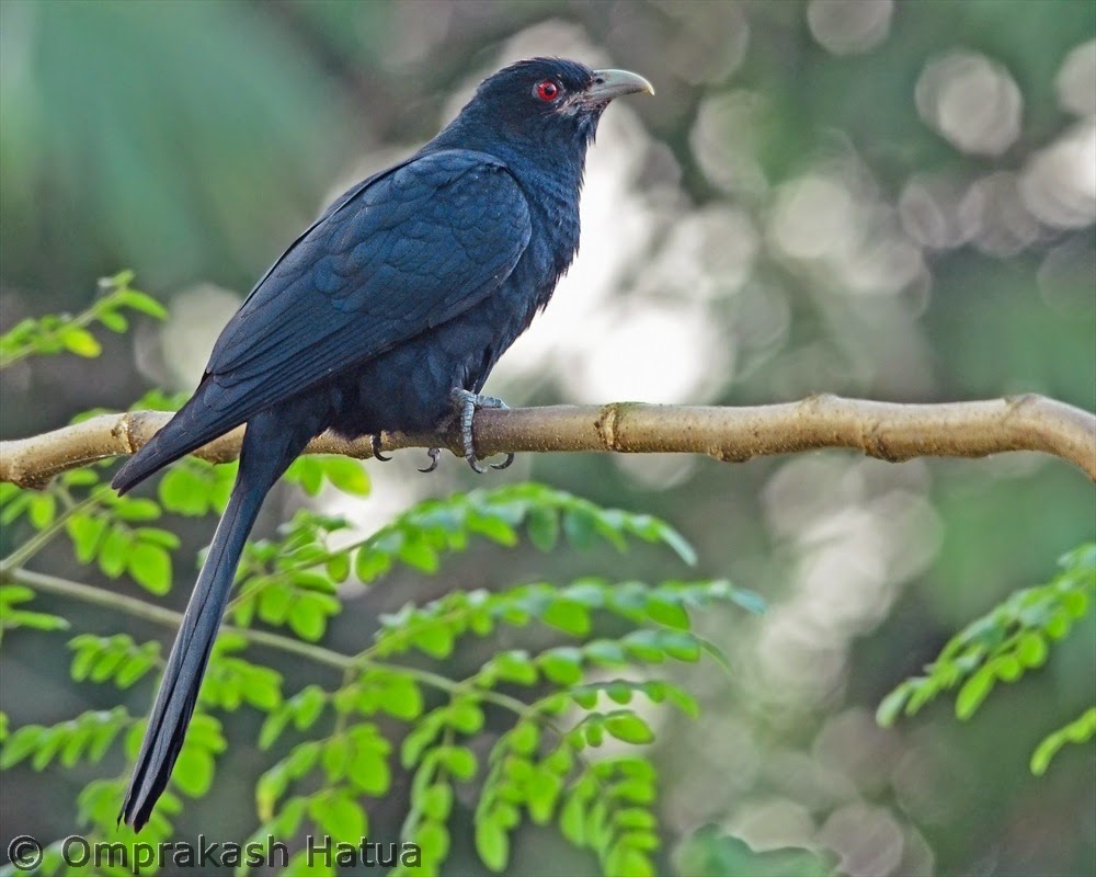 Koel Bird