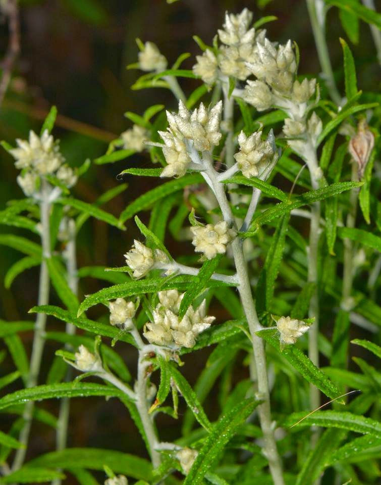 Nature Ramblers: August 28 2014 Ramble Report