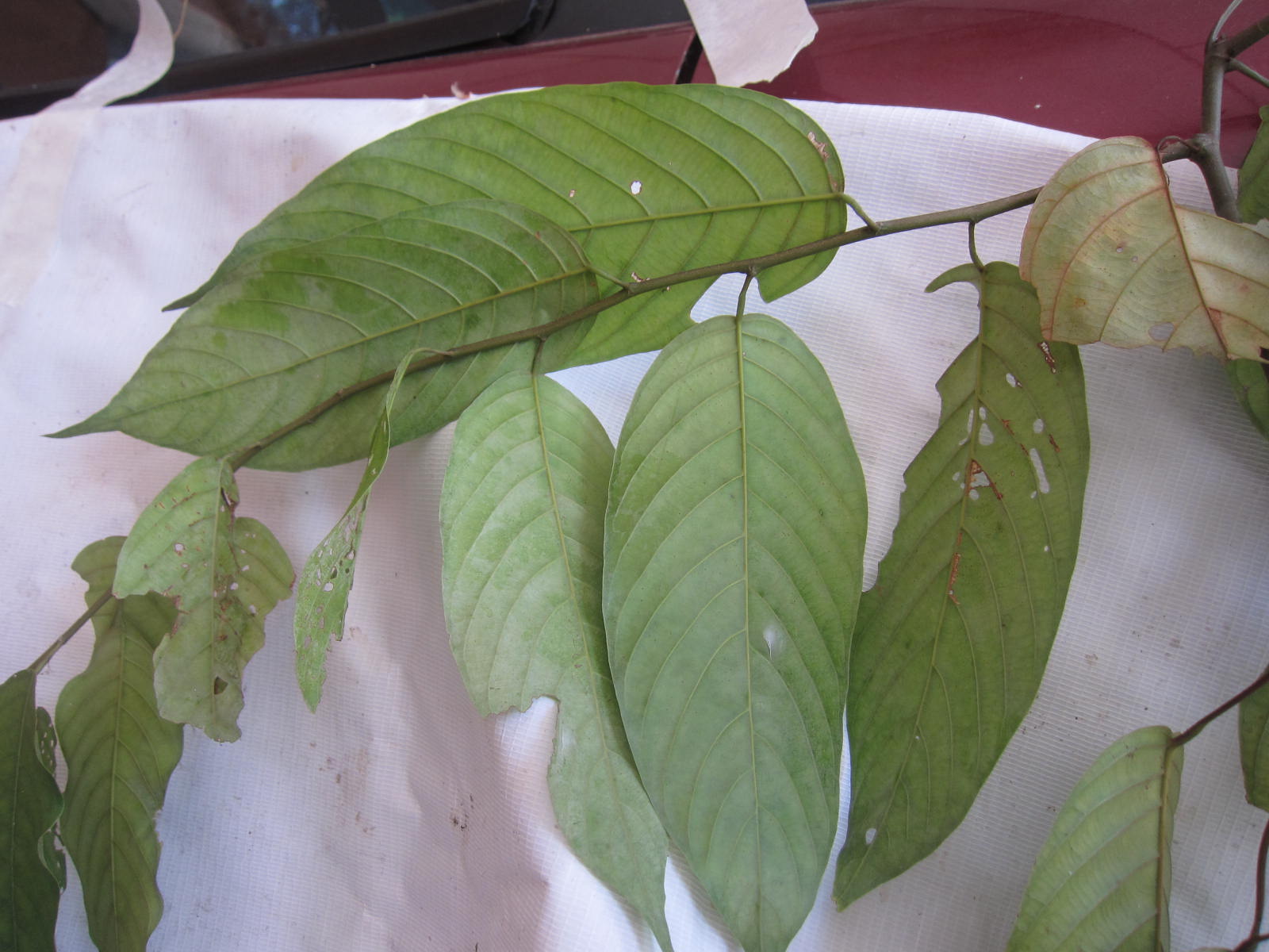 Dari Hutan ke Bandar...: KENALI SPESIS BENIH POKOK BUKAN MERANTI