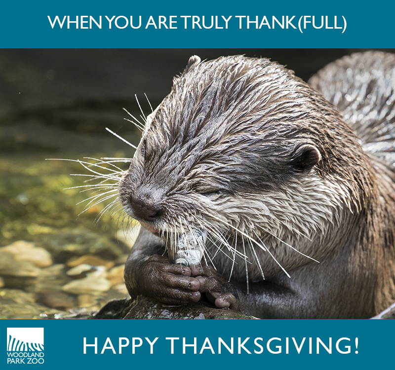 A beastly guide to giving thanks