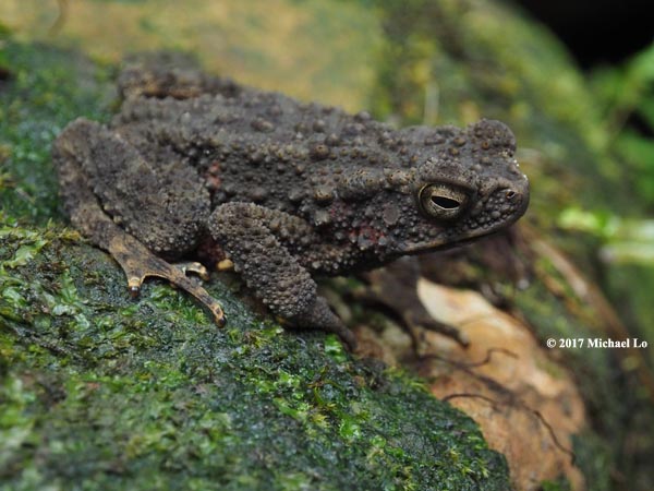 The rainforests of Borneo & Southeast Asia: Sandstone mountain of ...