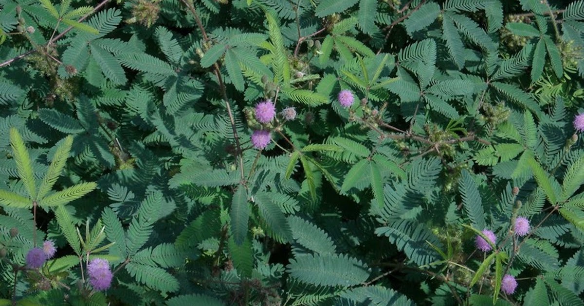 Medicinal Plants: Mimosa pudica, Chhui-mui, Lajjalu, Attipatti, Tottal ...