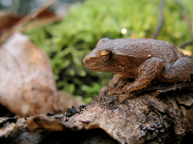 Spring Peeper