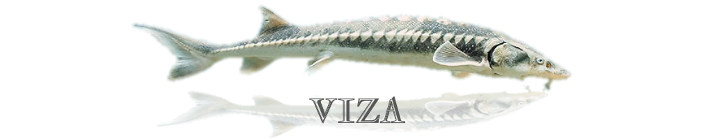 VÉDETT HALAK: VIZA (Huso huso)