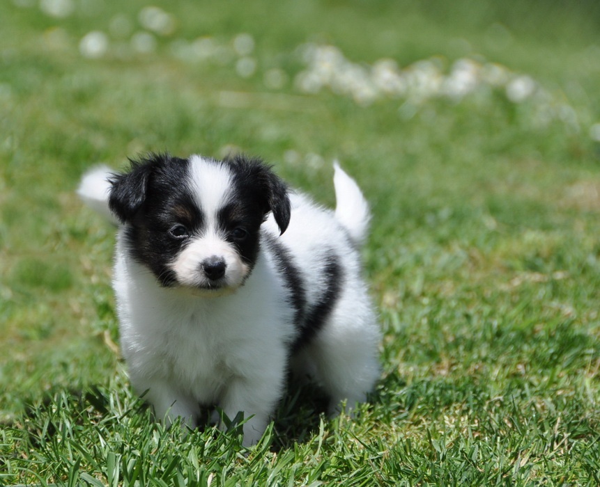 Road's End Papillons : Available: 5 Week old Phalene, Drop Ear Papillon ...