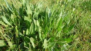 Desde cuernavirón: Aceda o Acedera