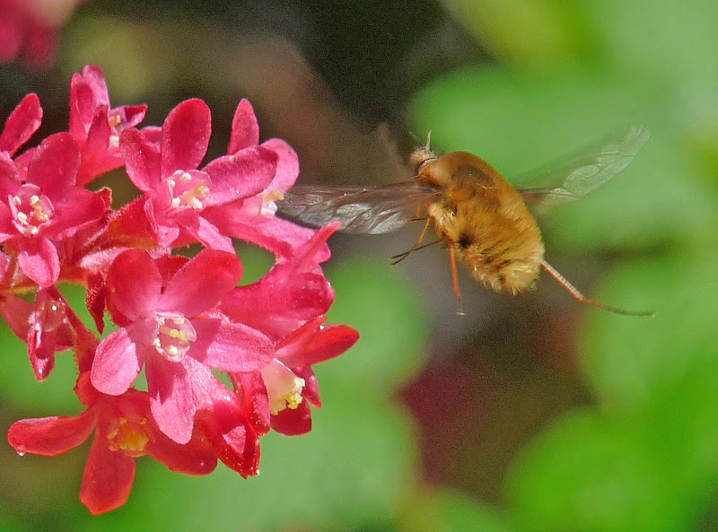 Wild and Wonderful: April 2012