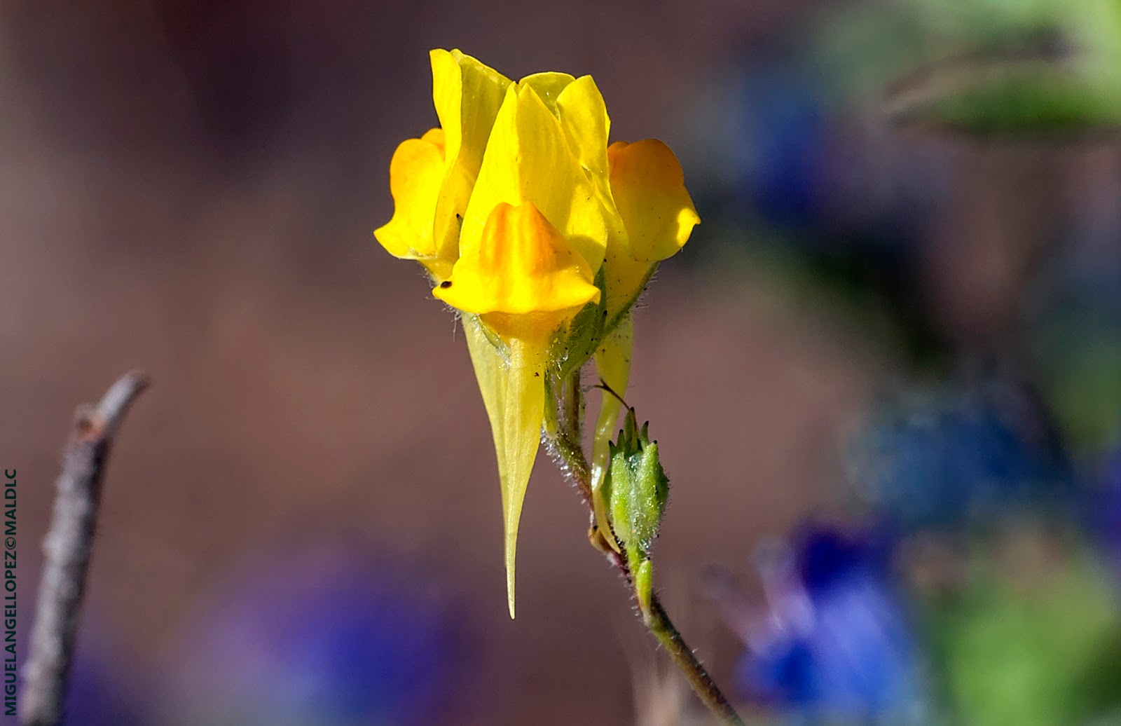 Perimetros--Flora y Fauna de Rota(Cadiz): Baleo montesino (Linaria spartea)