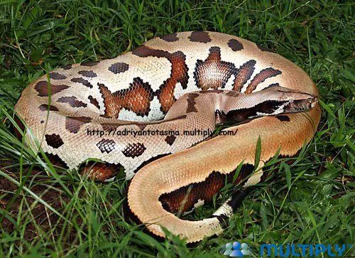 Blood Python - Dipong - Python curtus ~ Reptilers