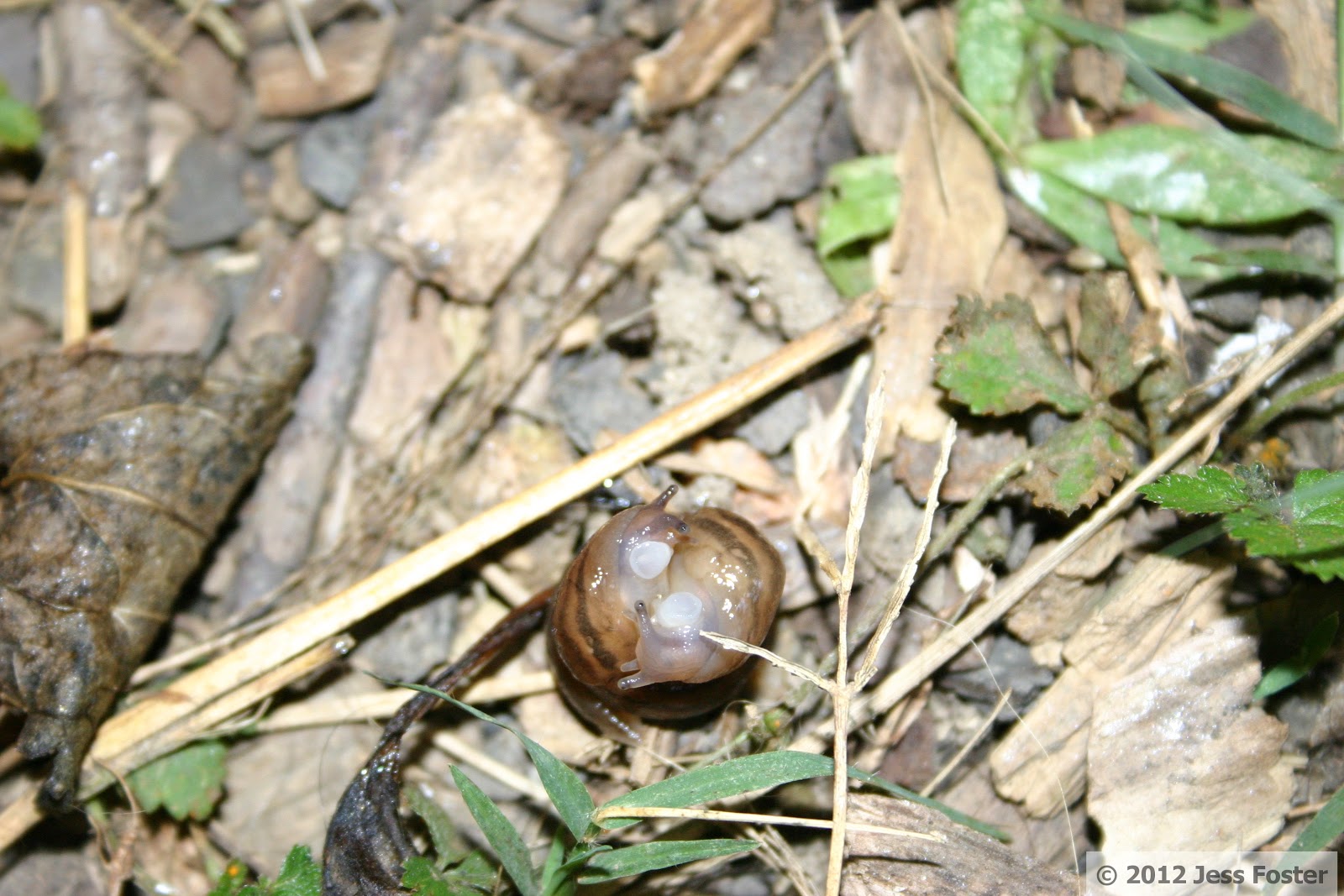 Sluggin' Along: Mating Slugs: Copulation - Penial Appendix - Part 1