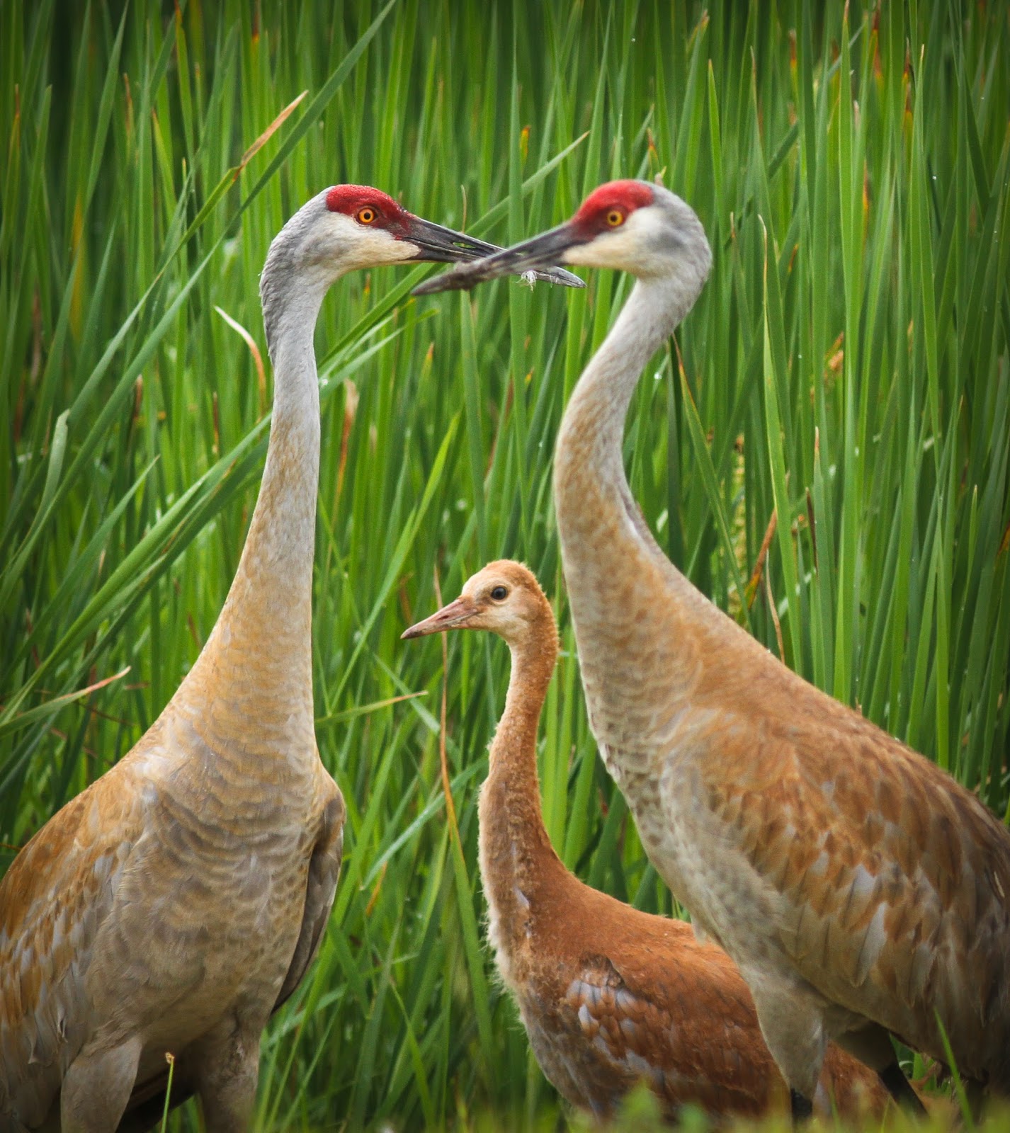Feather Tailed Stories: Sandhill Crane Colt