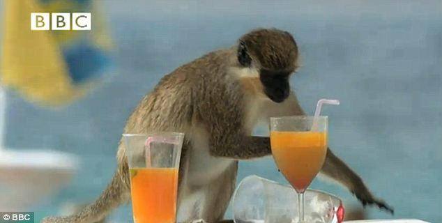 The animal zone: Drunken monkey business: Meet the cocktail-loving ...