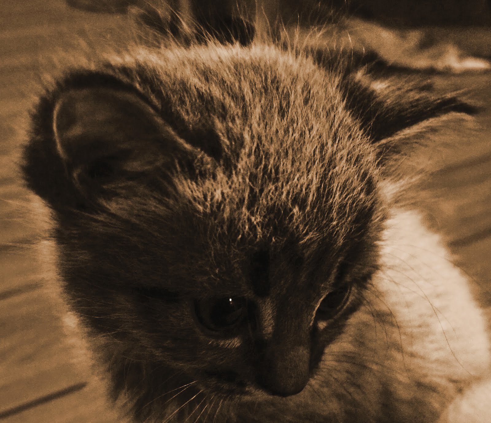 On The Far Side Of The Sea: T.S. Elliot Cats