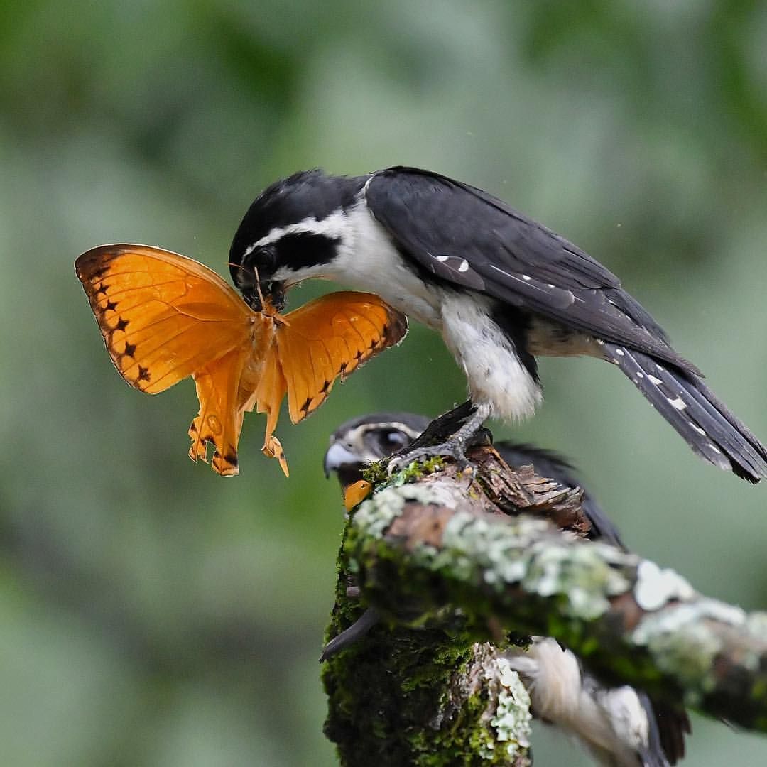 Terrierman's Daily Dose: Butterfly-hunting Falcon