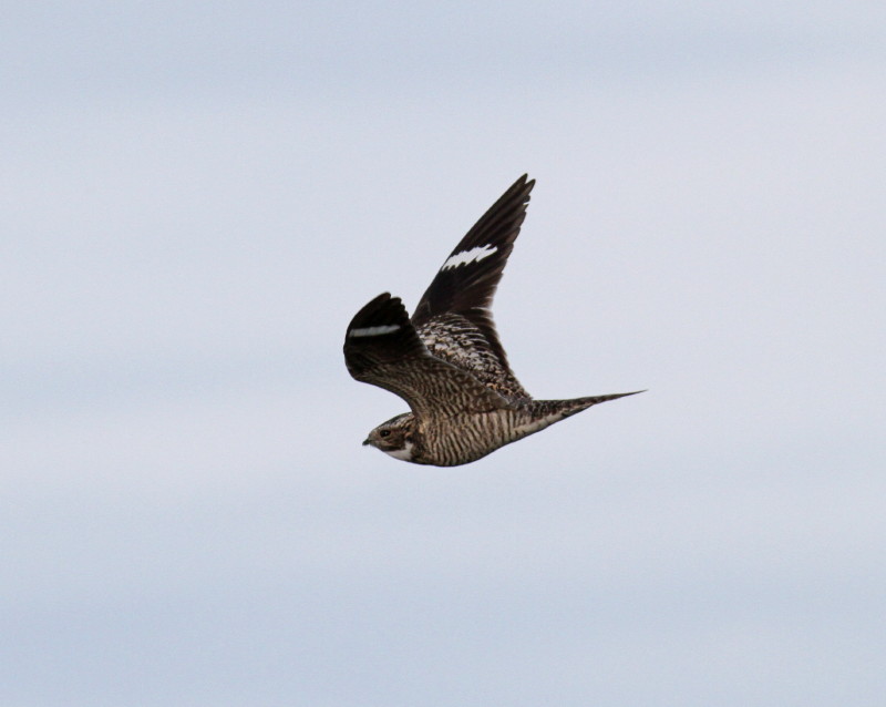 Mark & Teri's Travels: Birds in Flight