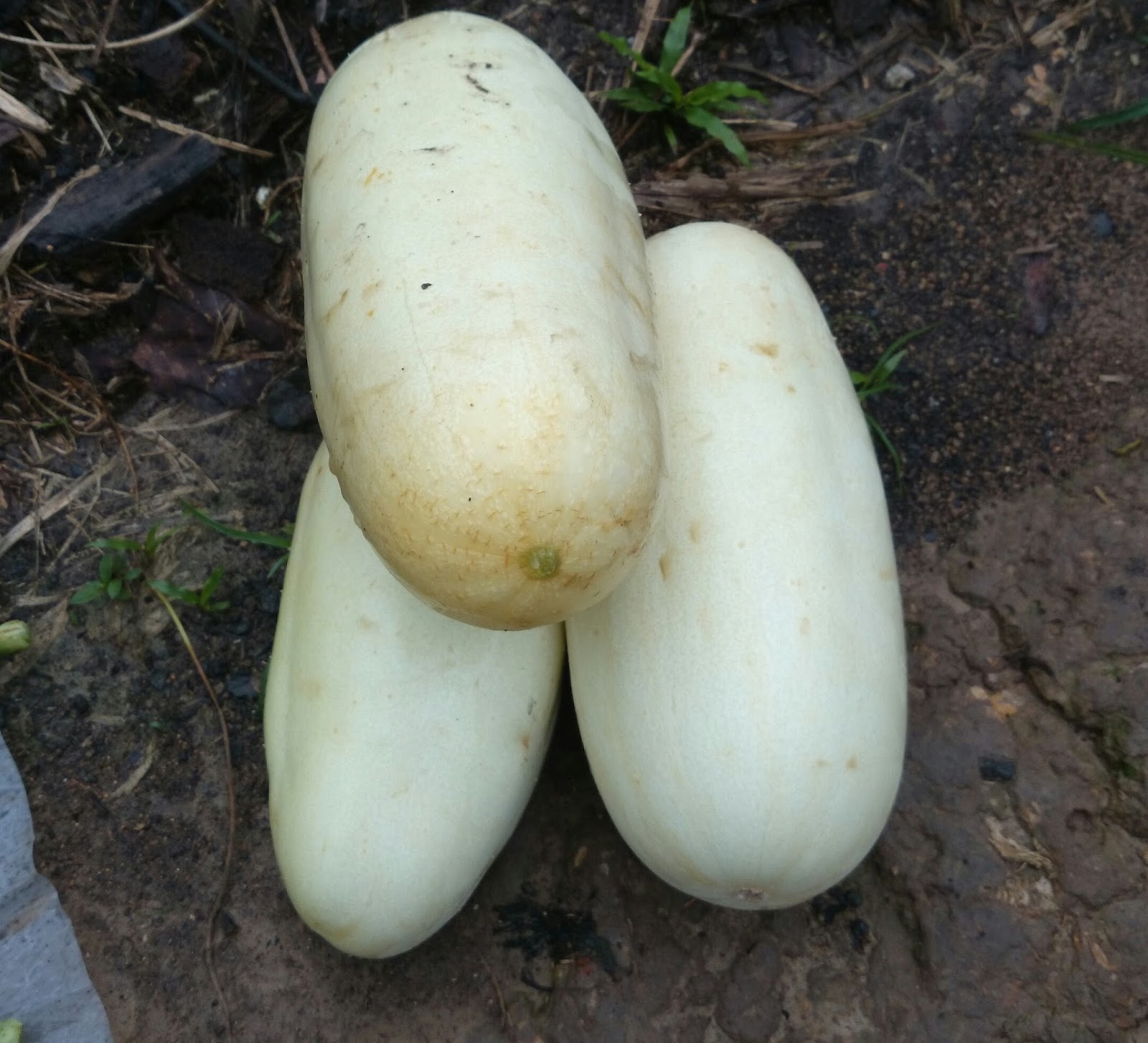 TIMUN KAMPUNG DICELAH POKOK BUNCIS UNGU - Rangkuman Cara Bertanam Lengkap