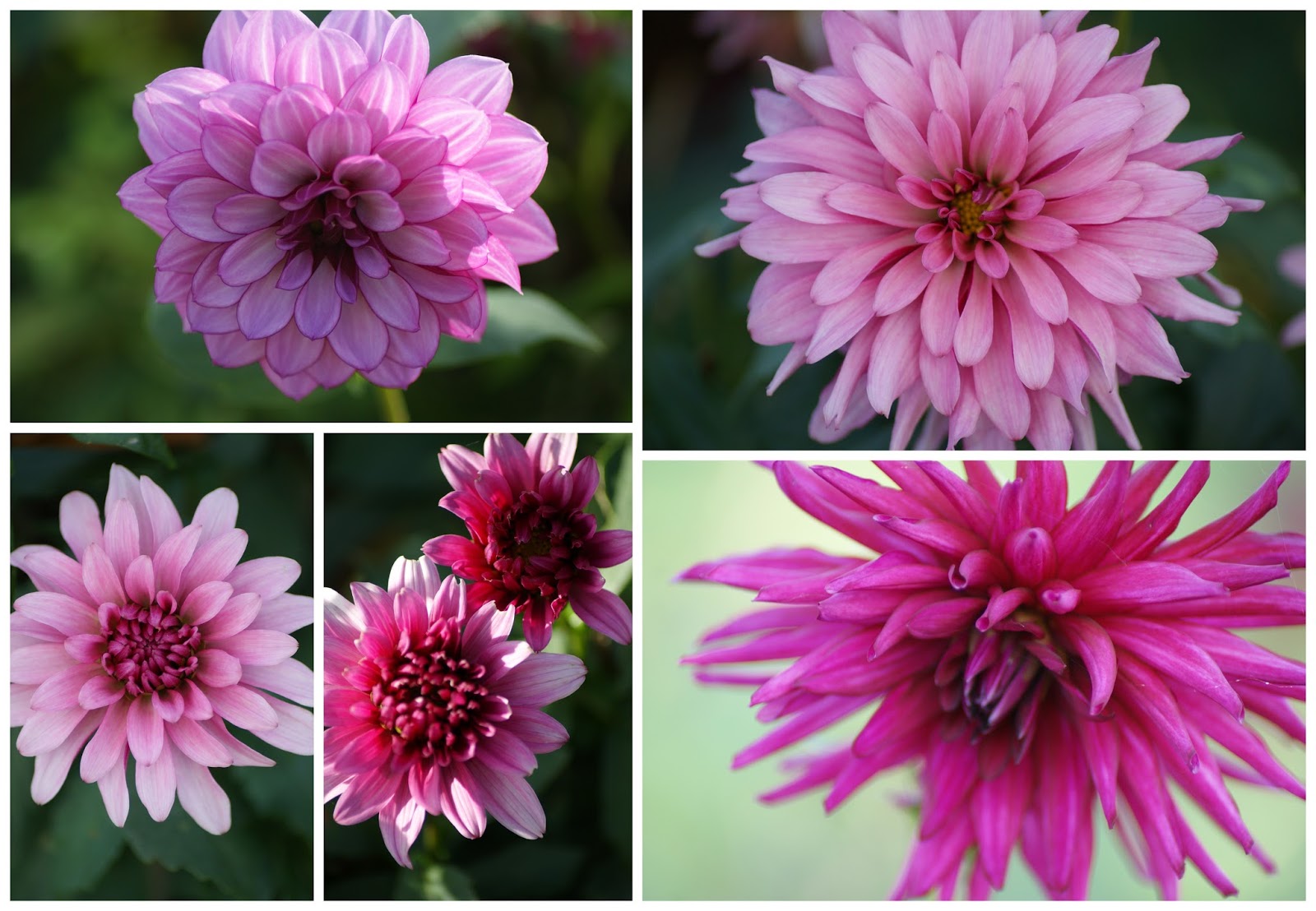Mon jardin dans la Creuse : Les cinq roses au jardin