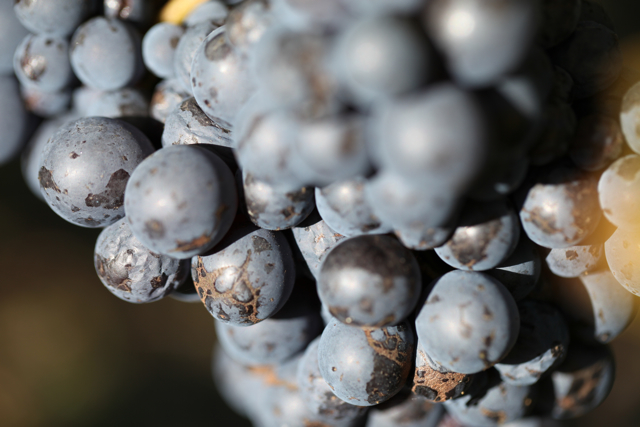 Jim's Loire: 2012 Loire: Pineau d'Aunis@Clos Roche Blanche (Touraine)