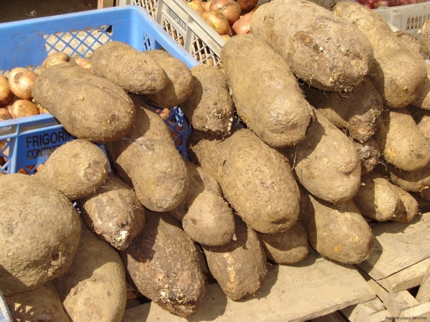 Sitios Turísticos y Gastronomía de la Región Caribe: Coloso Sucre