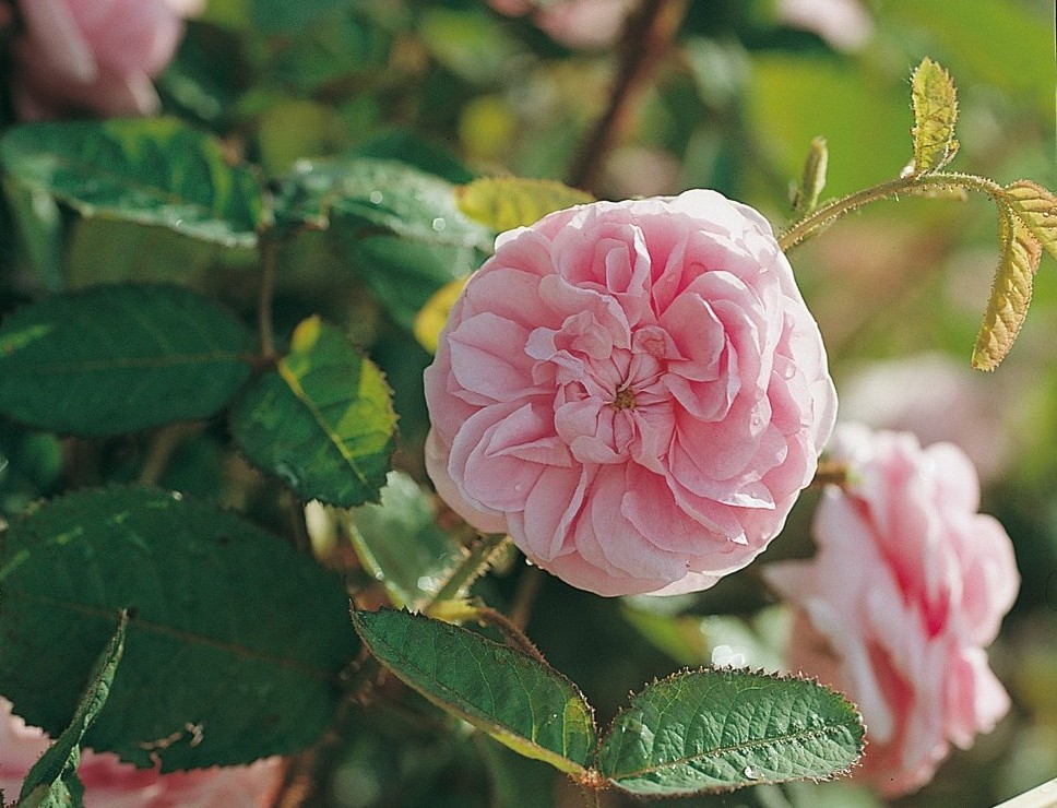 Promesse de roses: Souvenirs de Joséphine (2/2)