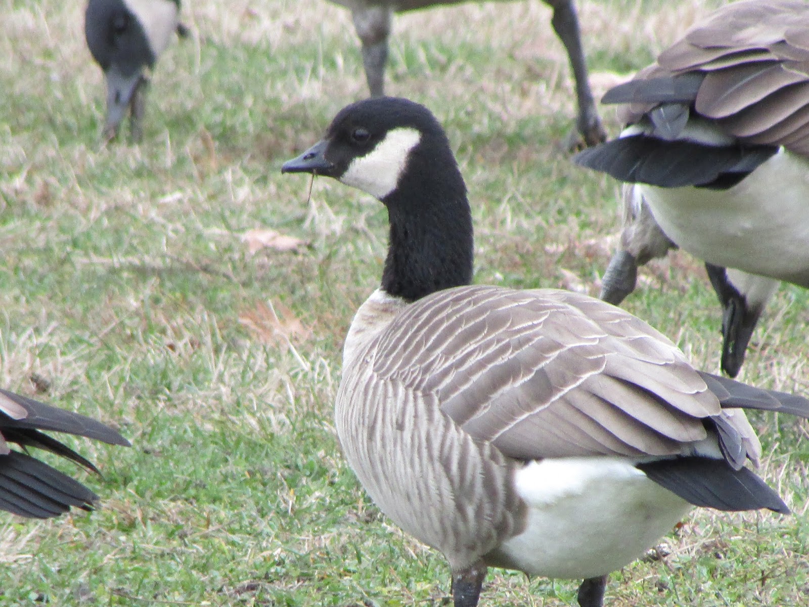 Long Island Birding: End of the Wild Goose Chase (mostly): Cackling Goose