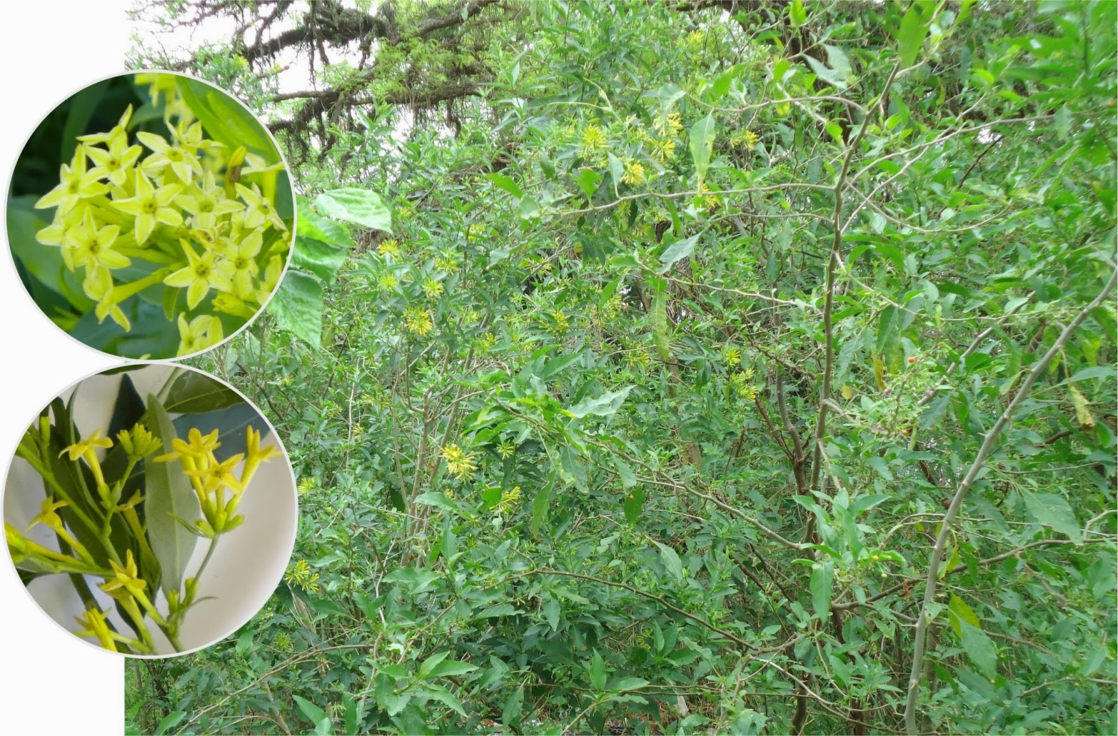 v e r d e c h a c o: Duraznillo Negro / Hediondilla