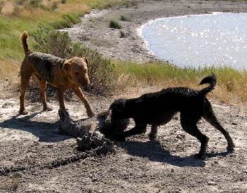 Four legged friends (and enemies): Photos of animal abuse posted on ...