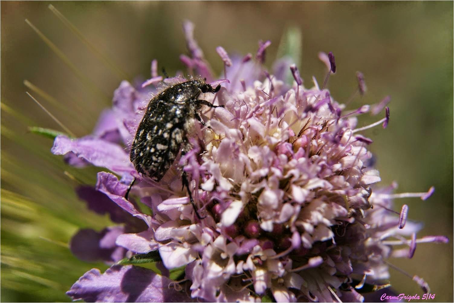 FLORA I PAISATGE DE LLERS: ESCABIOSA, VIDUES.